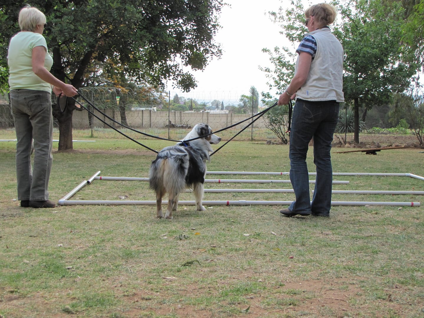TTouch for Dogs - Tellington TTouch Training British Isles
