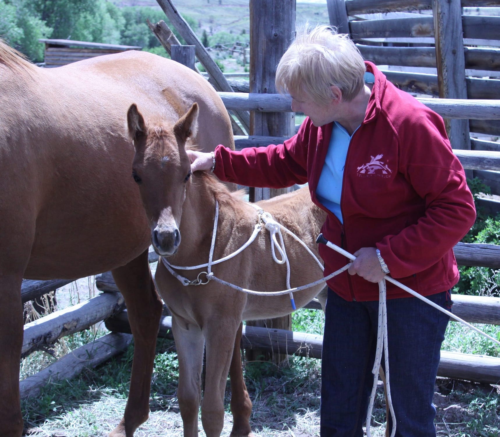 Equine - Tellington TTouch Training British Isles