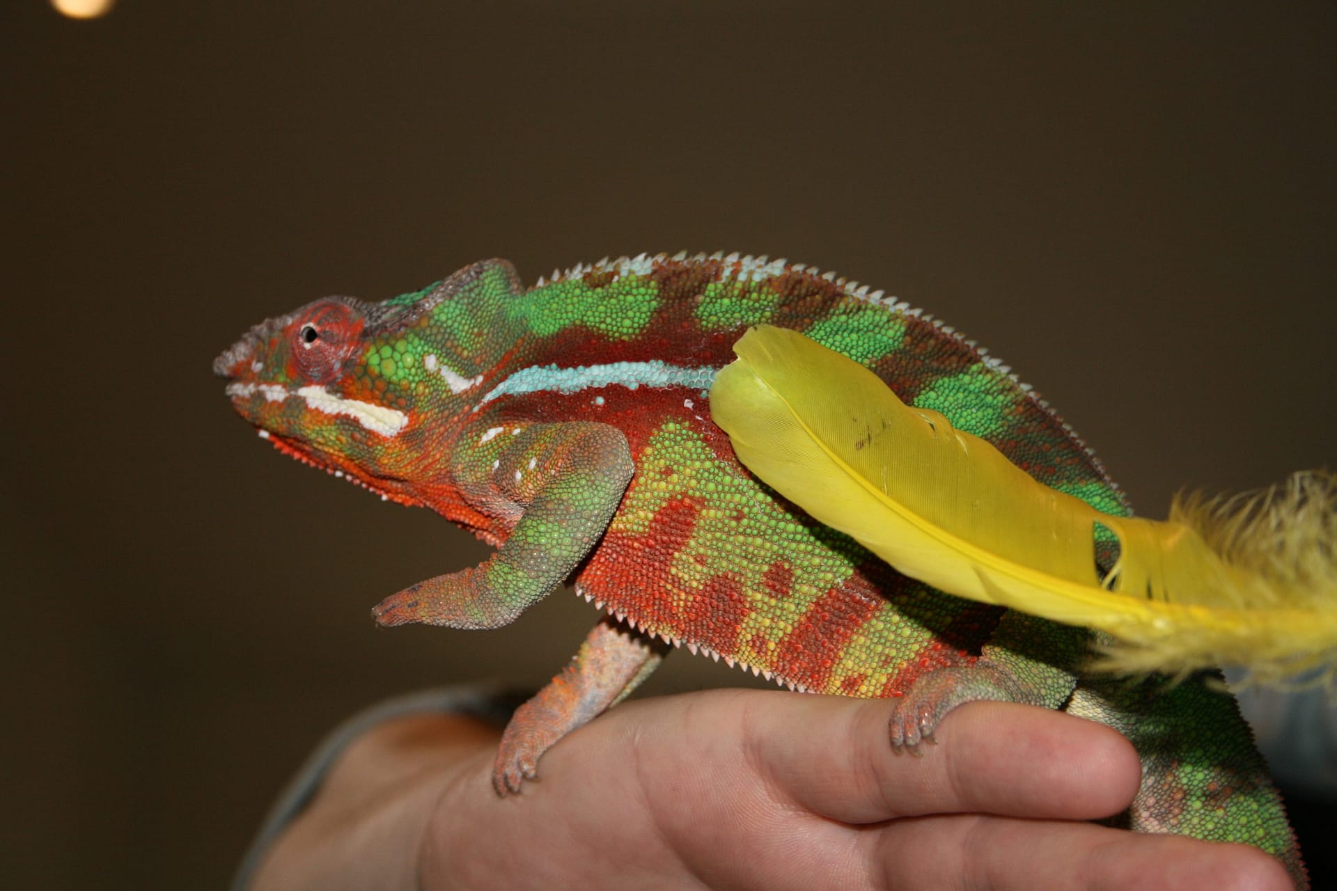 Companion Animals - Tellington TTouch Training British Isles